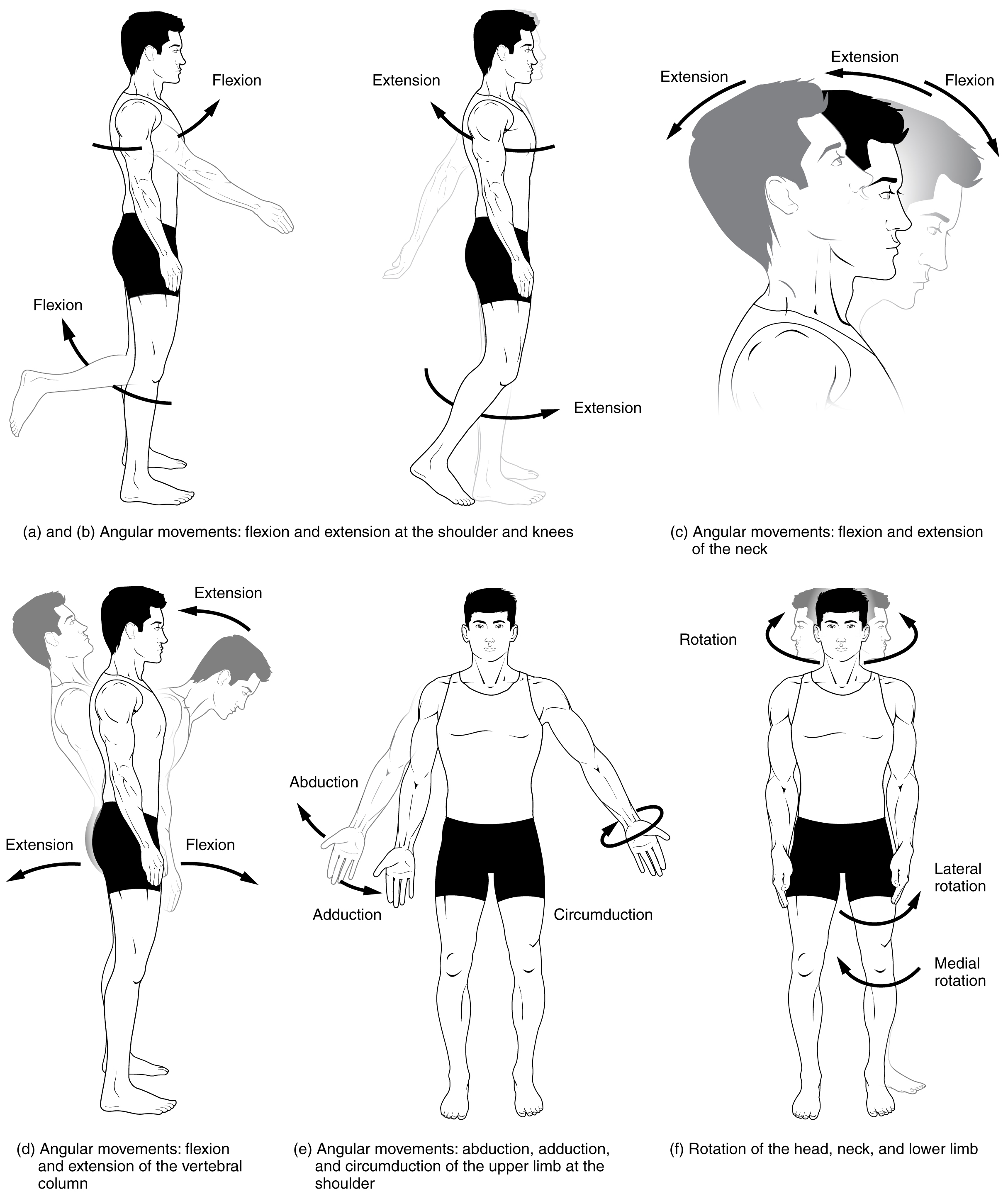 Types Of Movements Anatomy